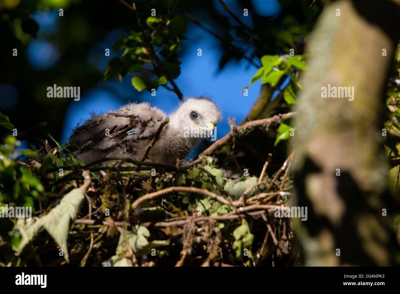 Young Common Buzzard chick in the nest Stock Photo - Alamy
