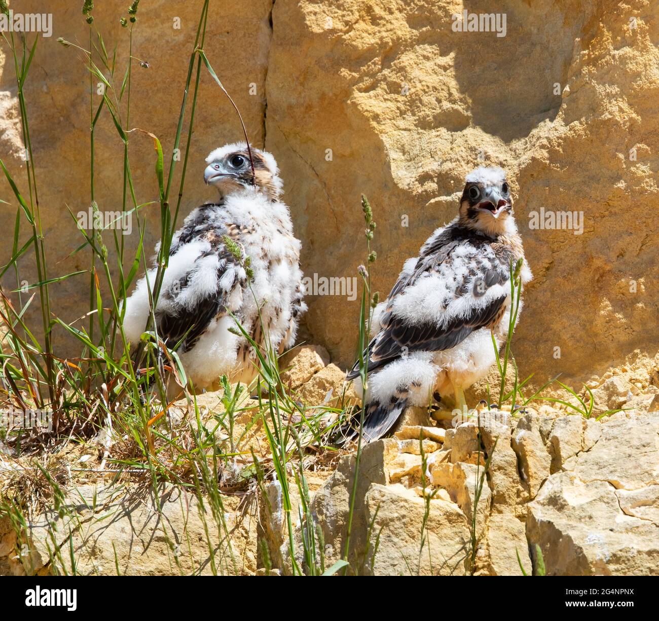 Young Peregrine Falcon chicks in a quarry site nest ledge Stock Photo ...