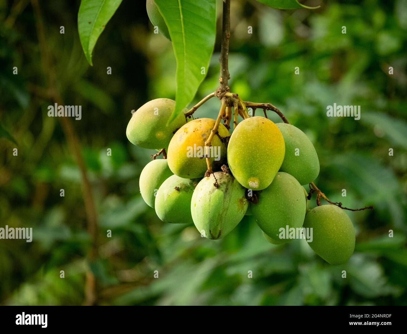 Mango tree ripe mangoes hanging hi-res stock photography and images - Alamy