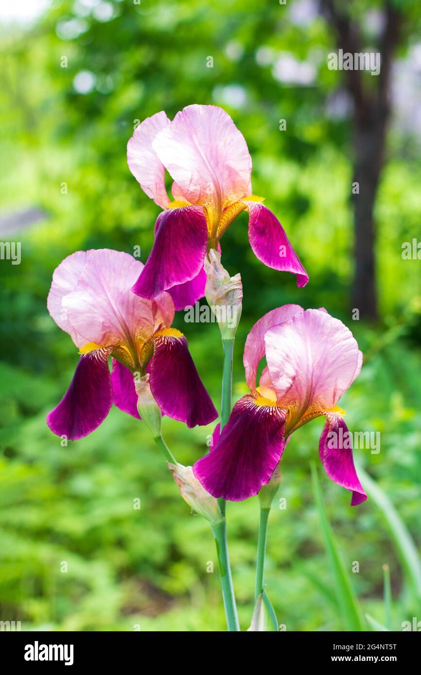 Beautiful purple irises flowers on a green natural background close up ...