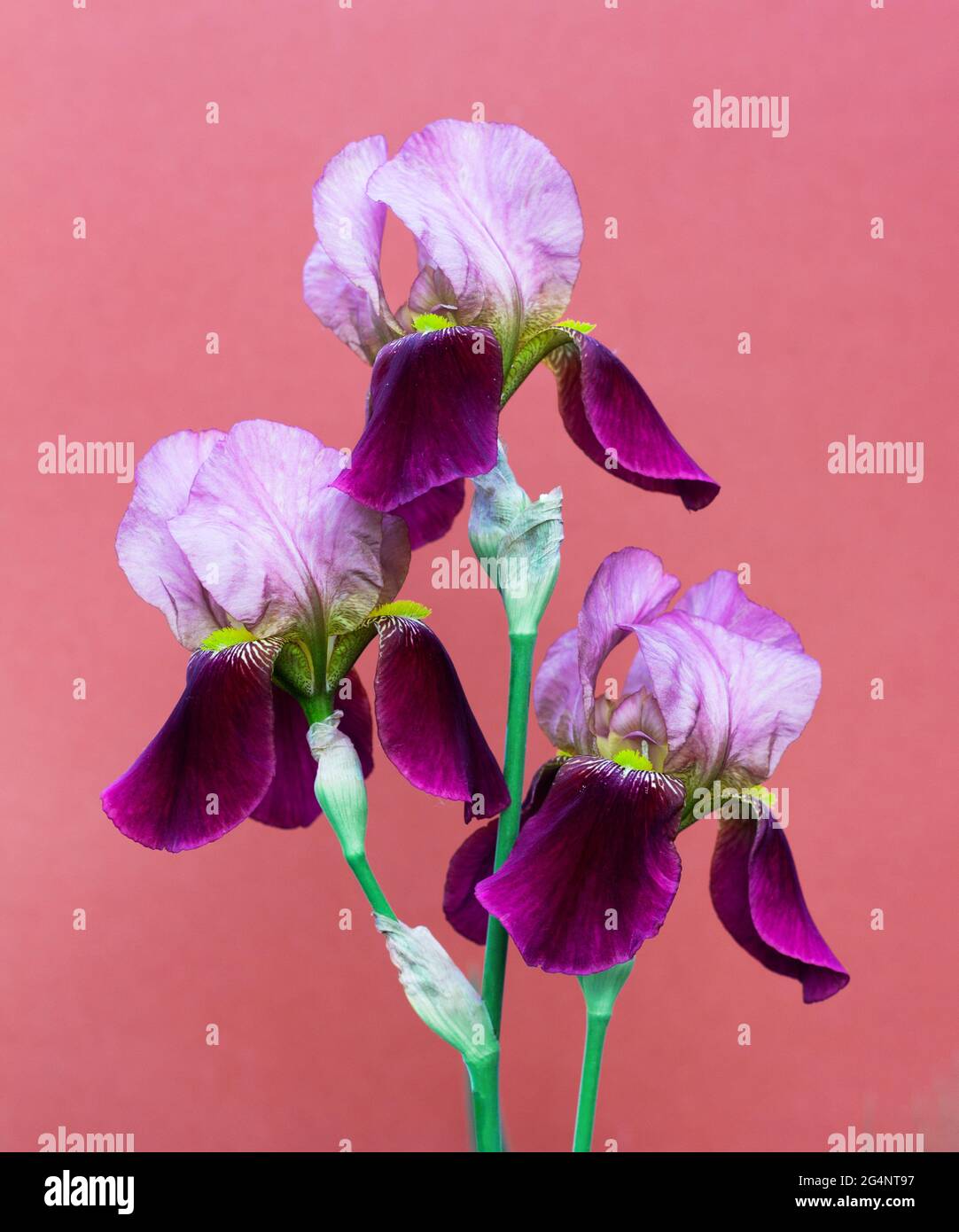 Beautiful purple irises flowers on a dark pink background close up ...