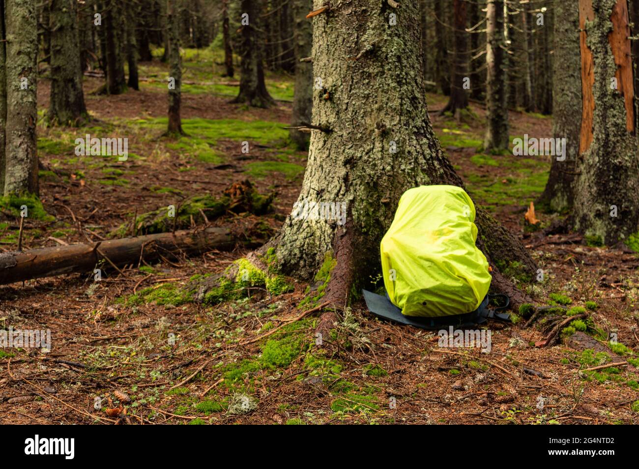Tourist backpack near the tree. The backpack is covered with rain ...