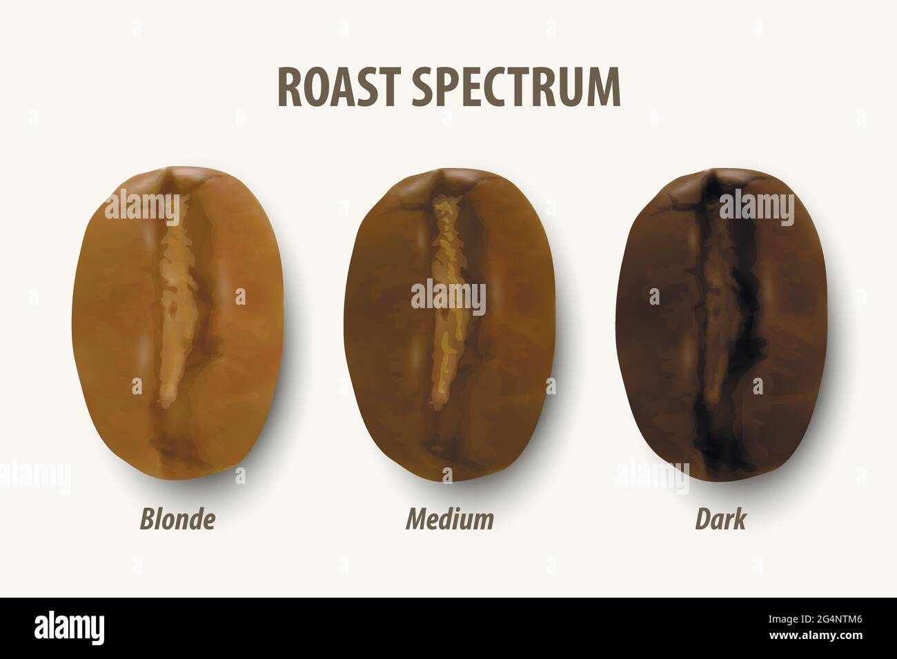 Three Stage Roasting Coffee. Vector 3d Realistic Coffee Beans. Textured ...