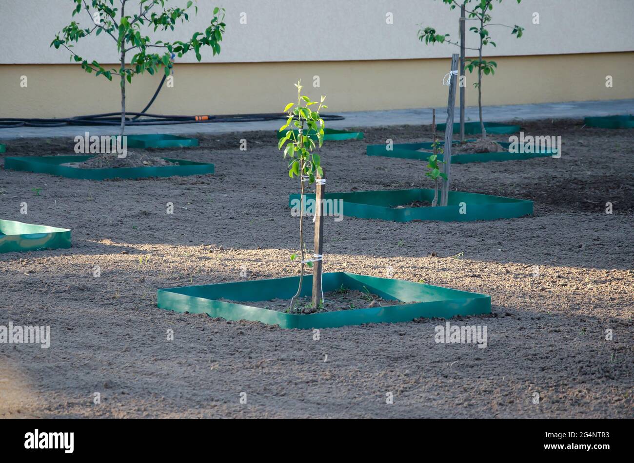 New york city tree planting hi-res stock photography and images - Alamy