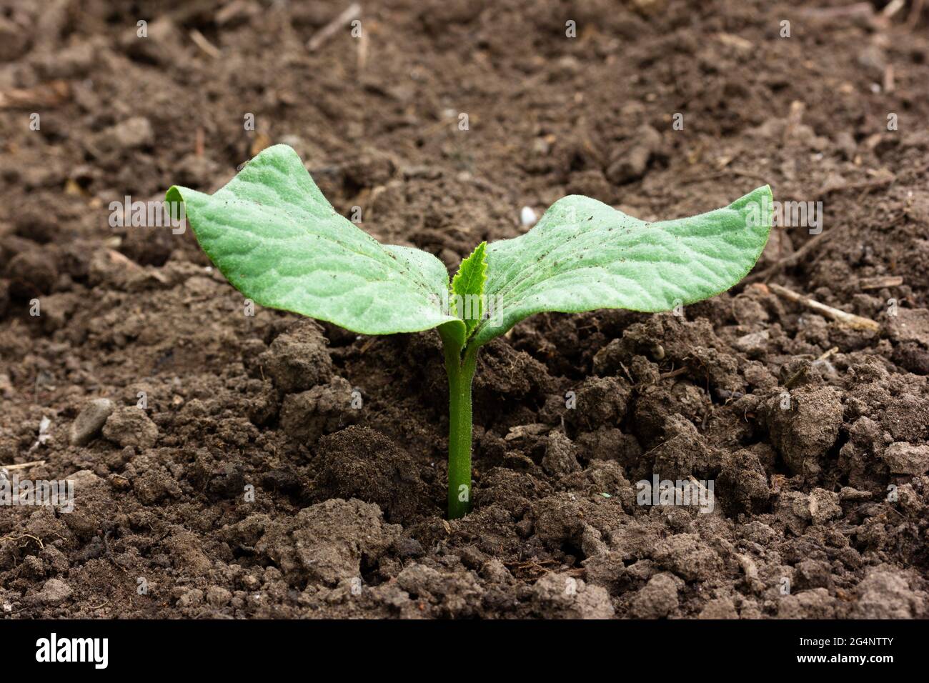 Watermelon seed in soil hi-res stock photography and images - Alamy