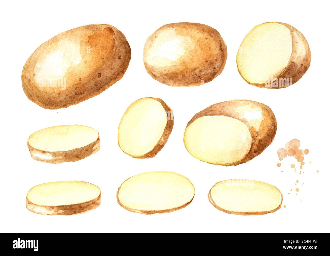 Cut raw potatoes vegetables set. Watercolor hand drawn illustration ...