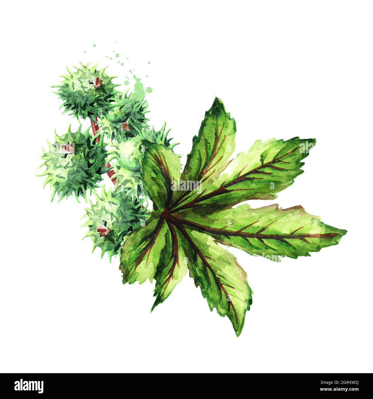 Castor oil hand drawing hi-res stock photography and images - Alamy