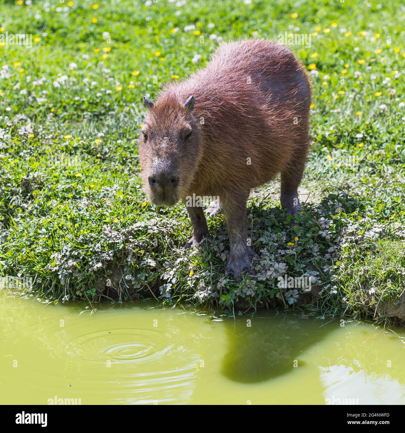 Capybara drinking from the waters edge in a wildlife park in ...