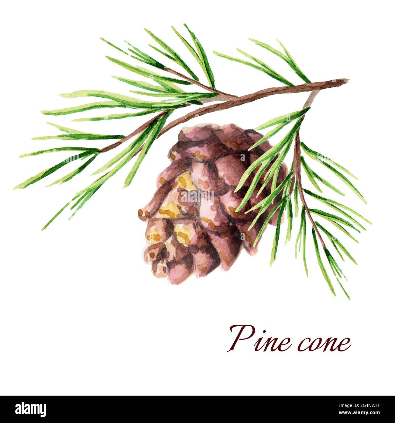 Pine cone. Watercolor illustration Stock Photo - Alamy