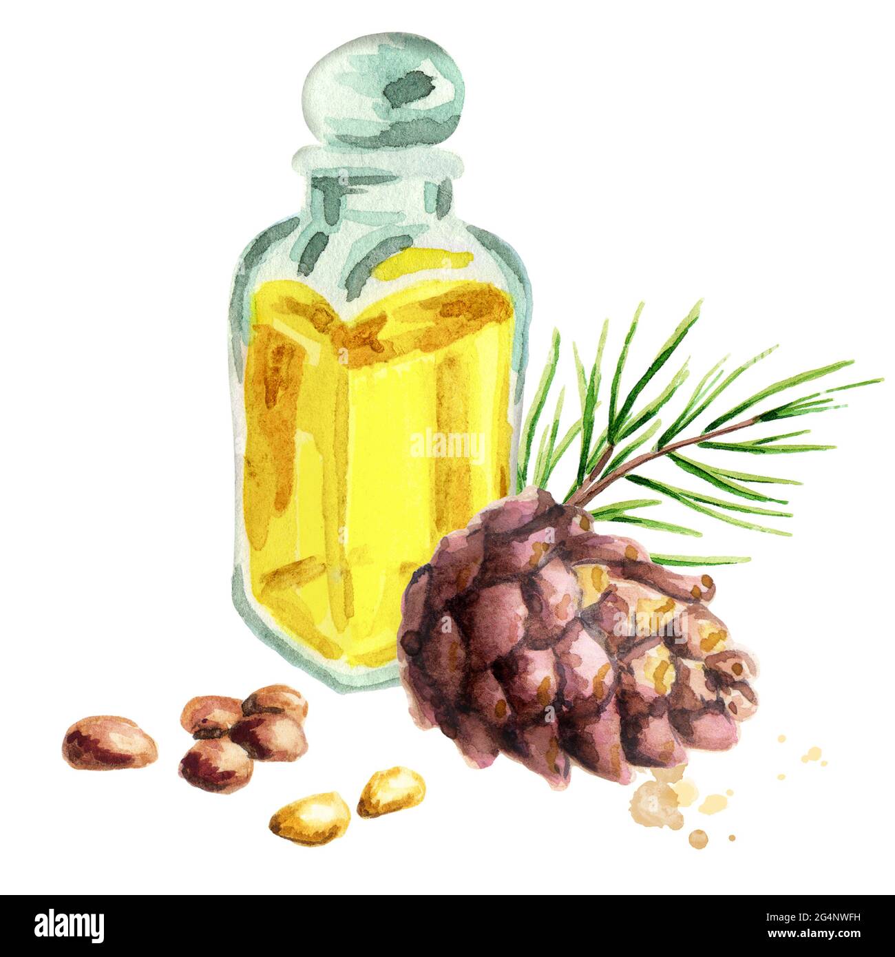 Cedar natural oil. Hand-drawn watercolor illustration Stock Photo - Alamy