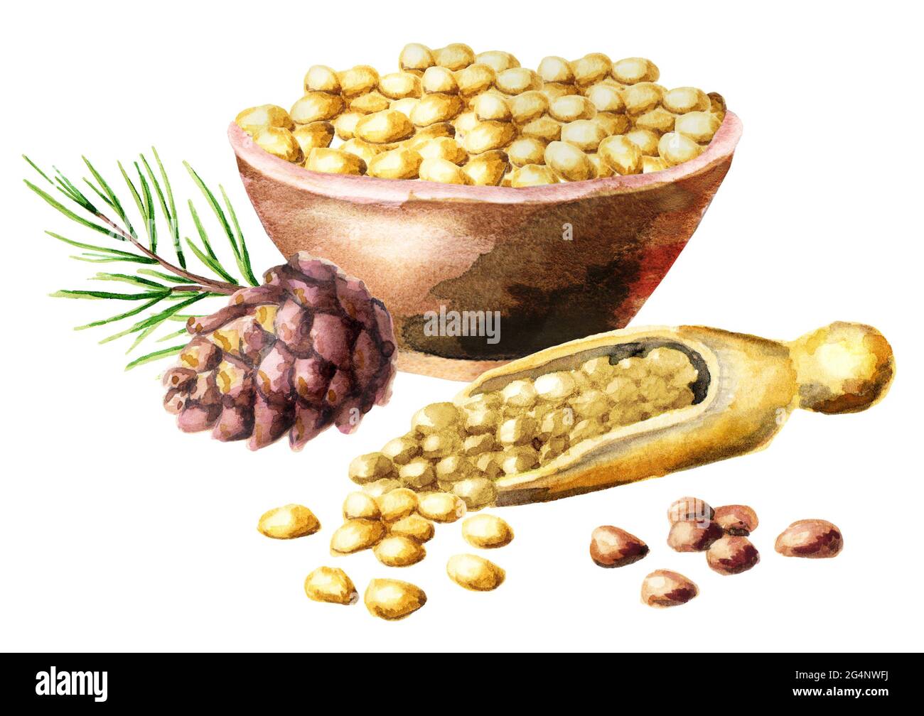 Bowl with cedar nuts. Watercolor hand-drawn illustration Stock Photo ...