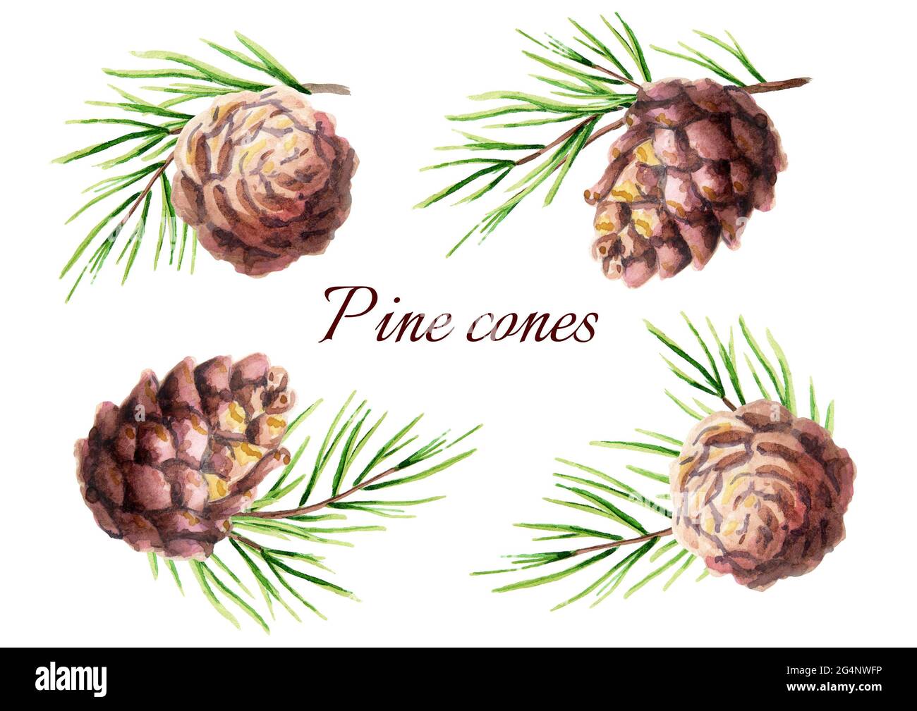 Pine cone set. Watercolor illustration Stock Photo - Alamy