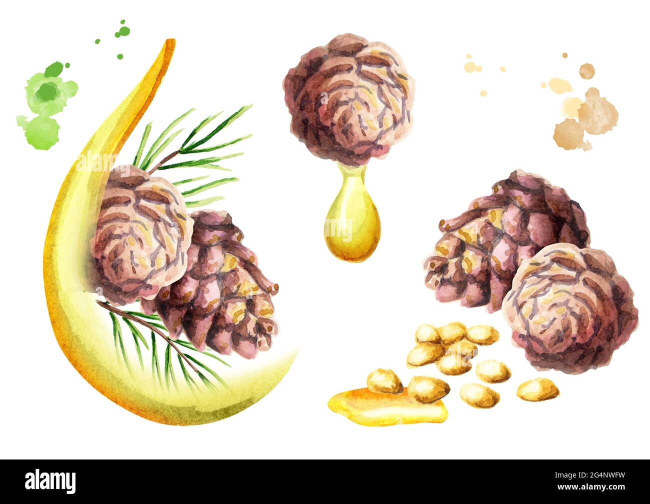 Cedar oil set. Watercolor hand-drawn illustration Stock Photo - Alamy