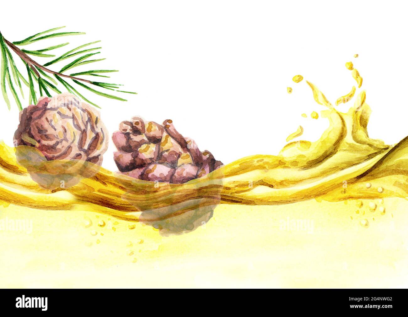 Cedar oil wave, watercolor Stock Photo - Alamy