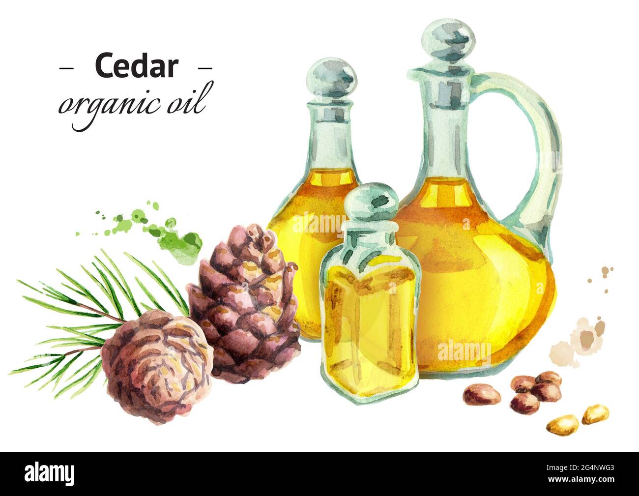 Hand drawn watercolor composition with bottles of Cedar oil and nuts ...