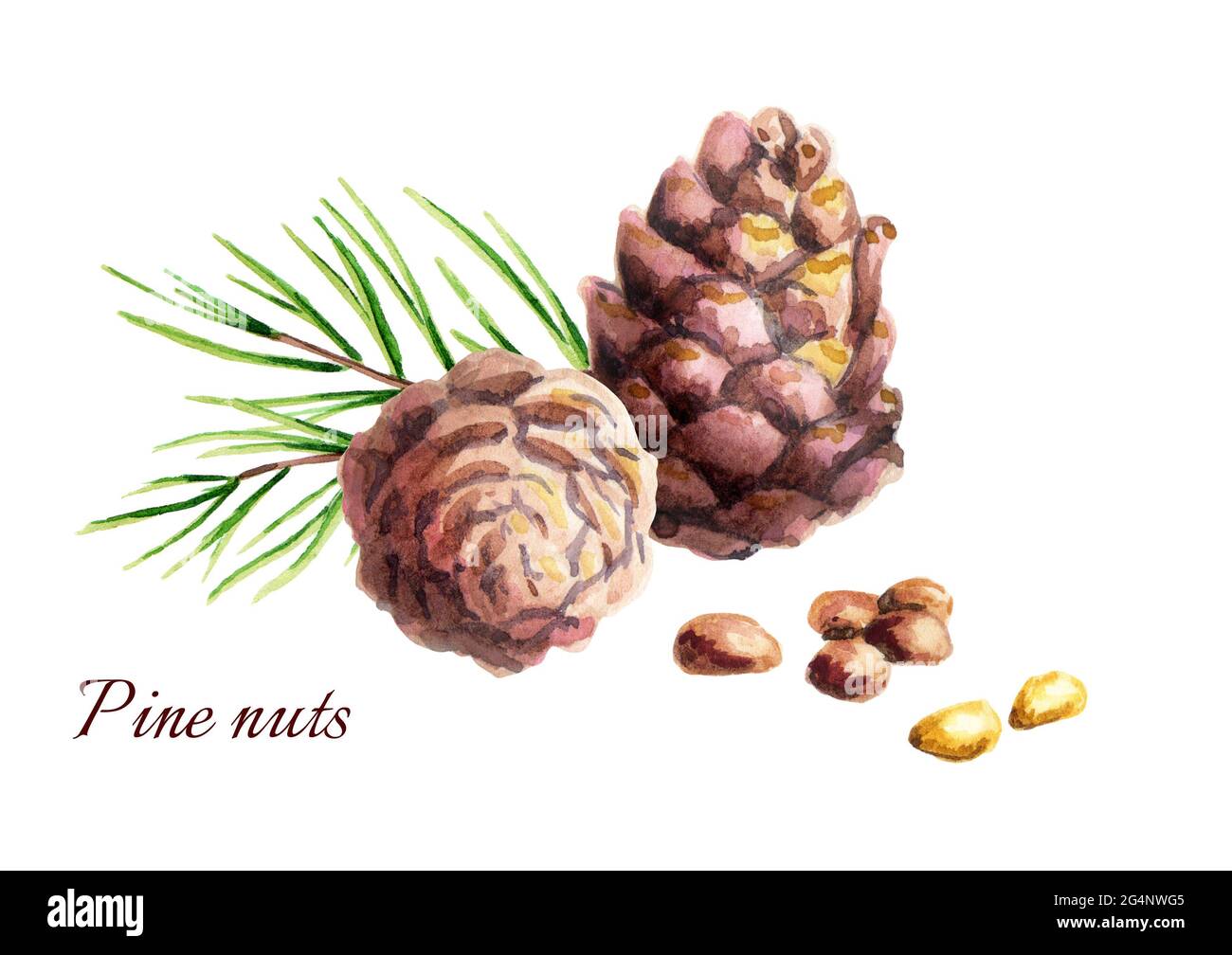 Pine cones with nuts. Watercolor illustration Stock Photo - Alamy