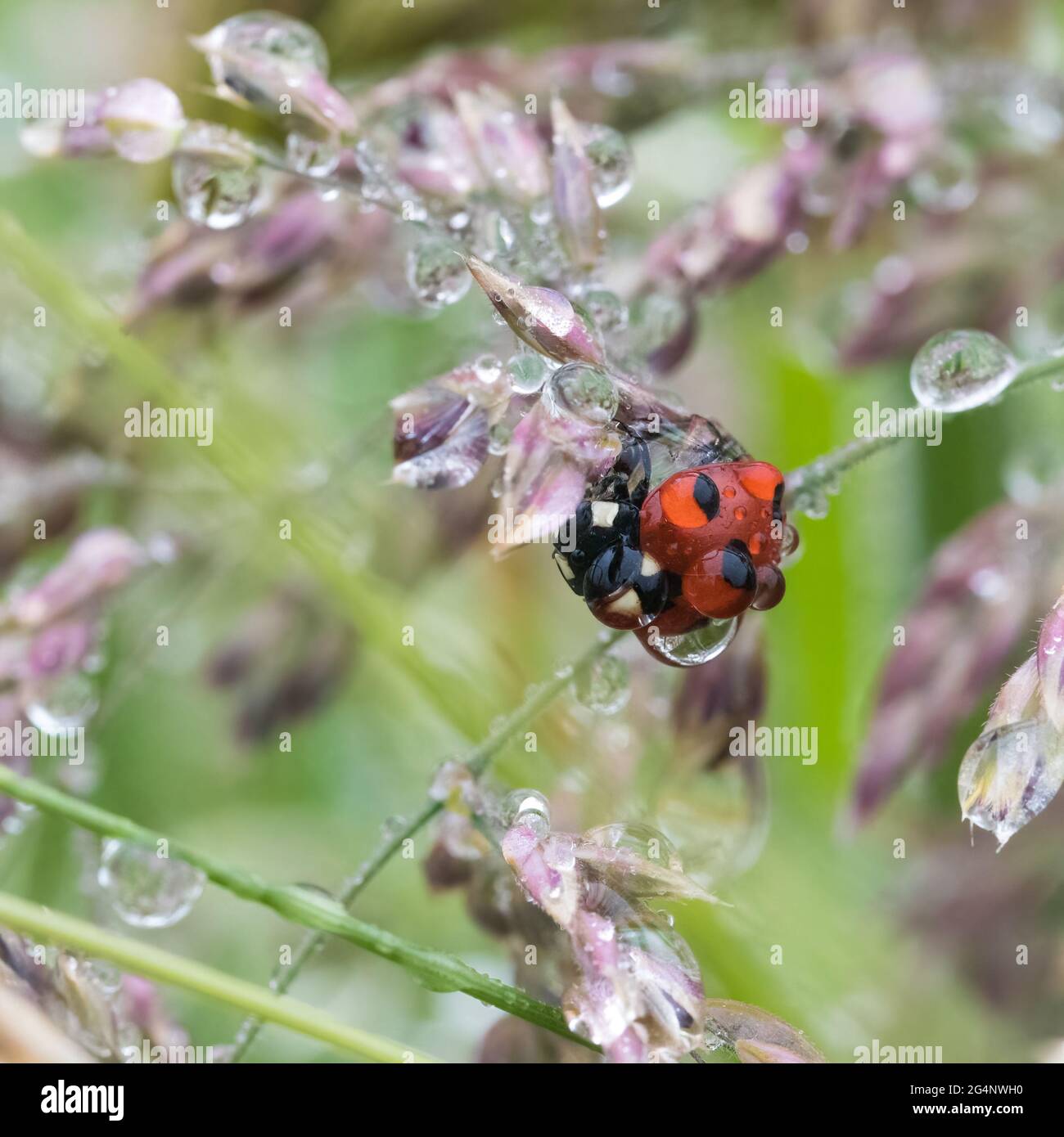 The little ladybug hi-res stock photography and images - Alamy