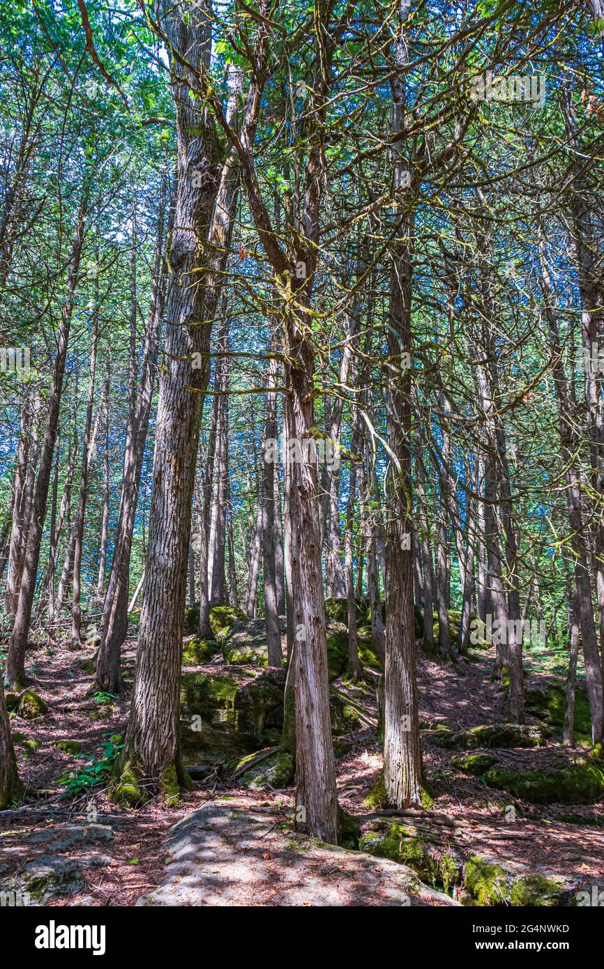 Warsaw Caves and Conservation Area Warsaw Ontario Canada in summer ...