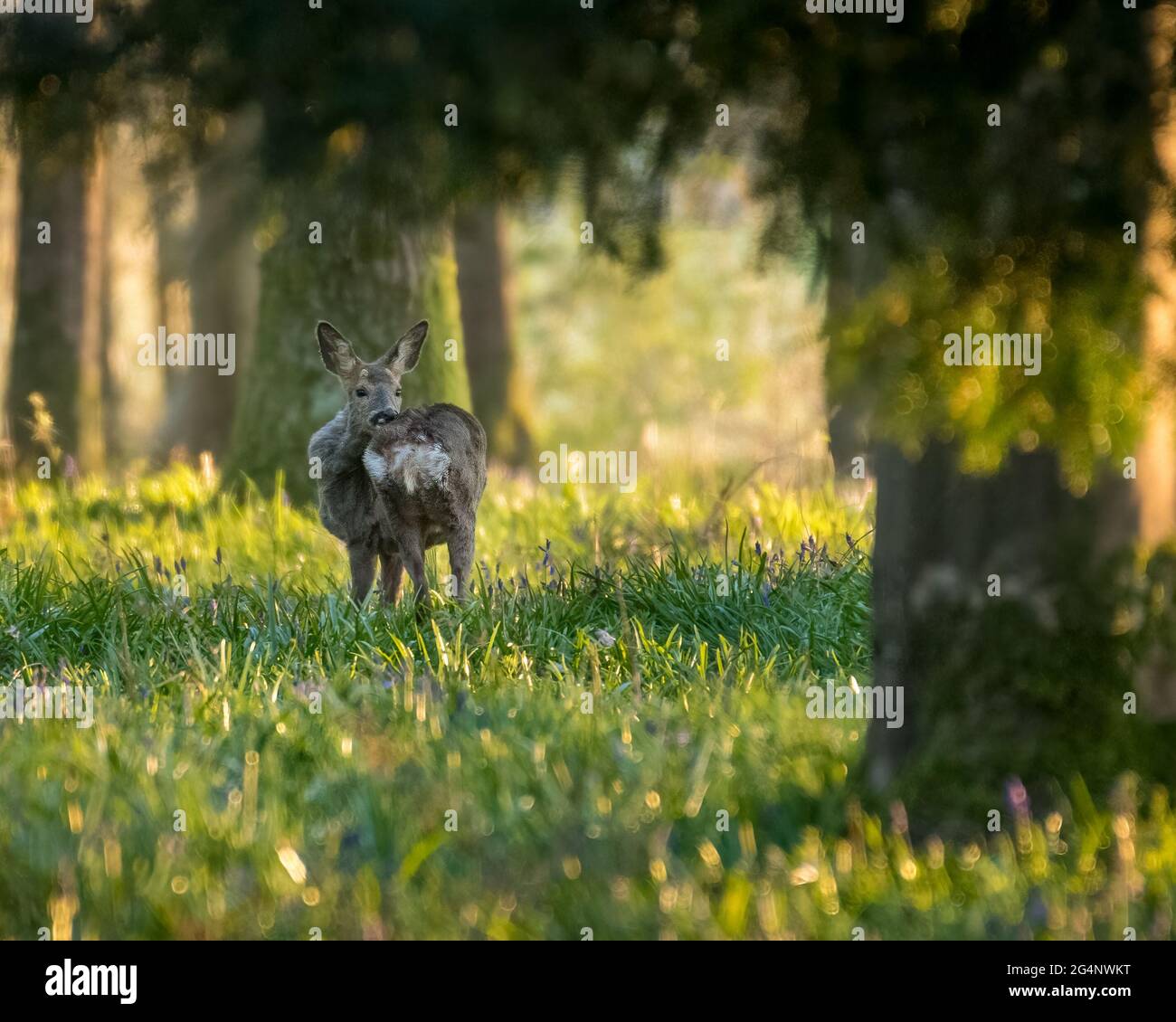 Spring deer hi-res stock photography and images - Alamy
