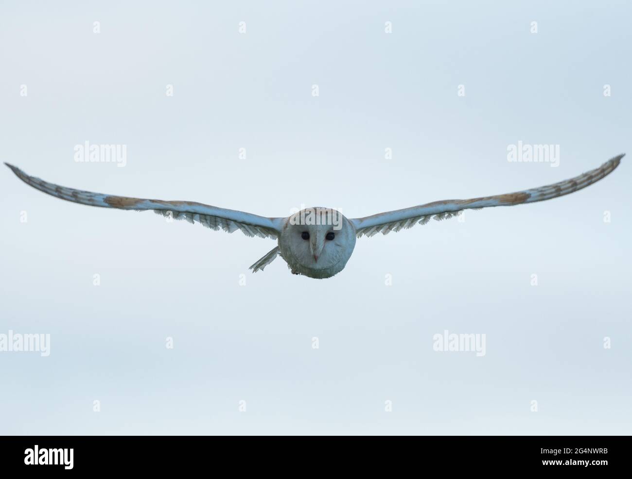 Colour full birds hi-res stock photography and images - Alamy