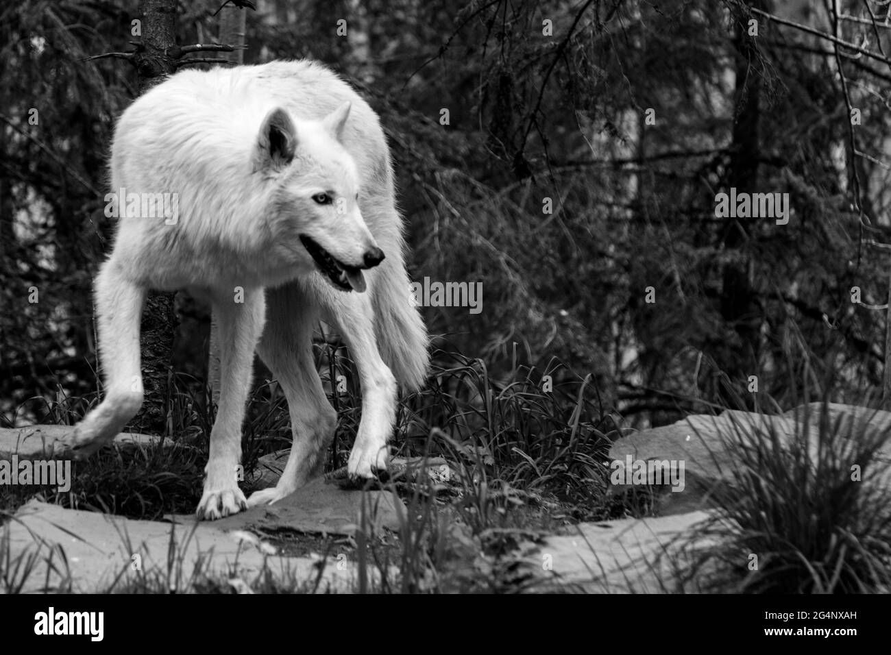 Black wolf pack Black and White Stock Photos & Images - Alamy