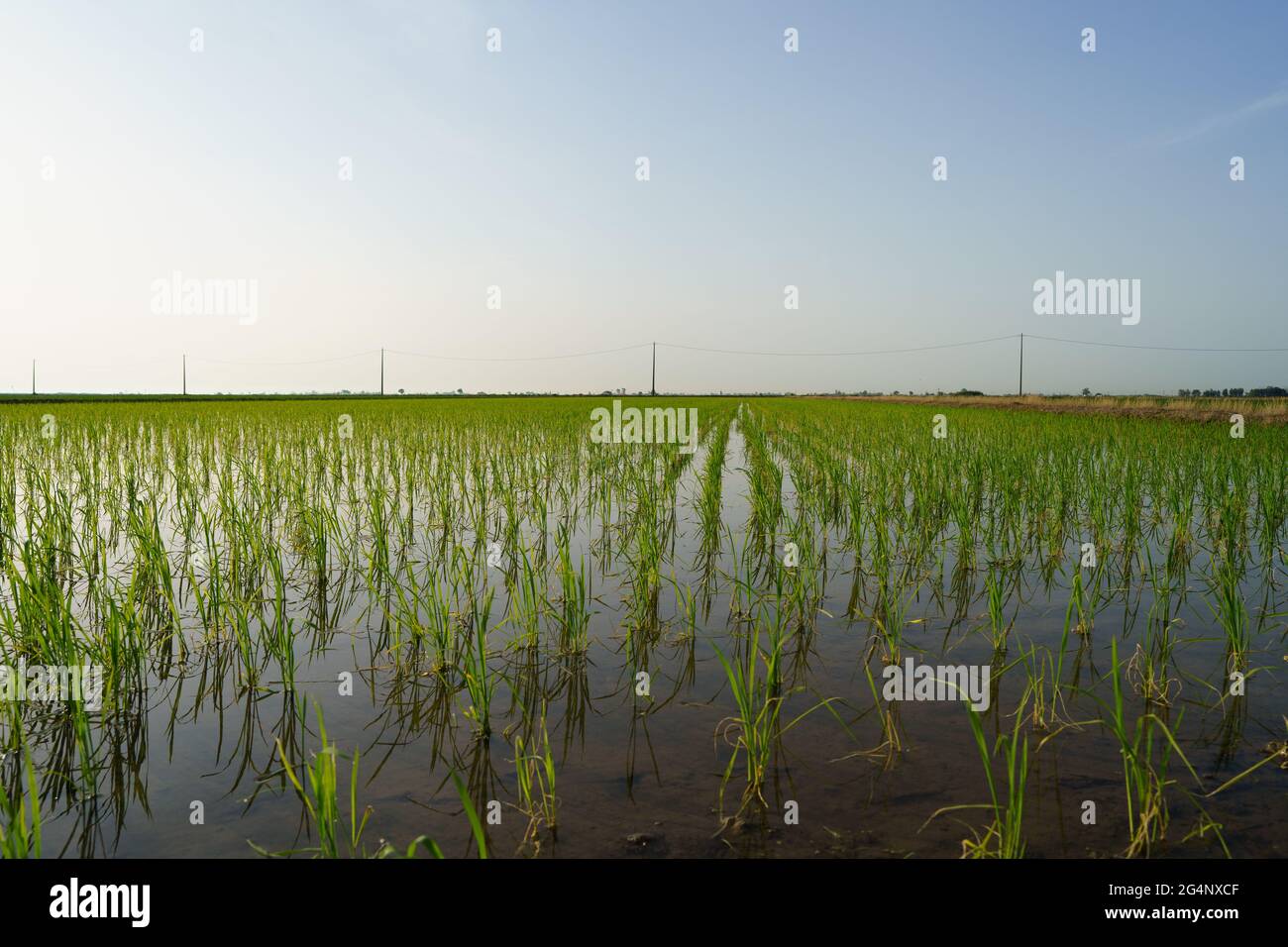 A rice farmland in a wetland Stock Photo - Alamy