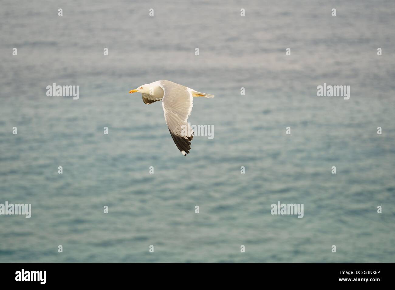A seagull flying over the sea Stock Photo - Alamy