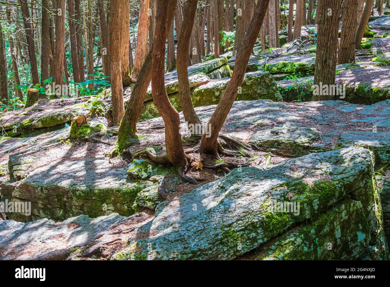 Warsaw Caves Conservation Area Warsaw Ontario Canada in summer Stock ...