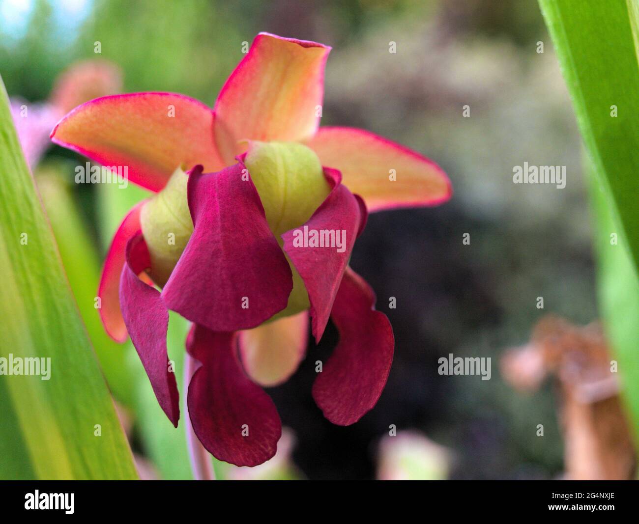 Sarracenia flower hi-res stock photography and images - Alamy