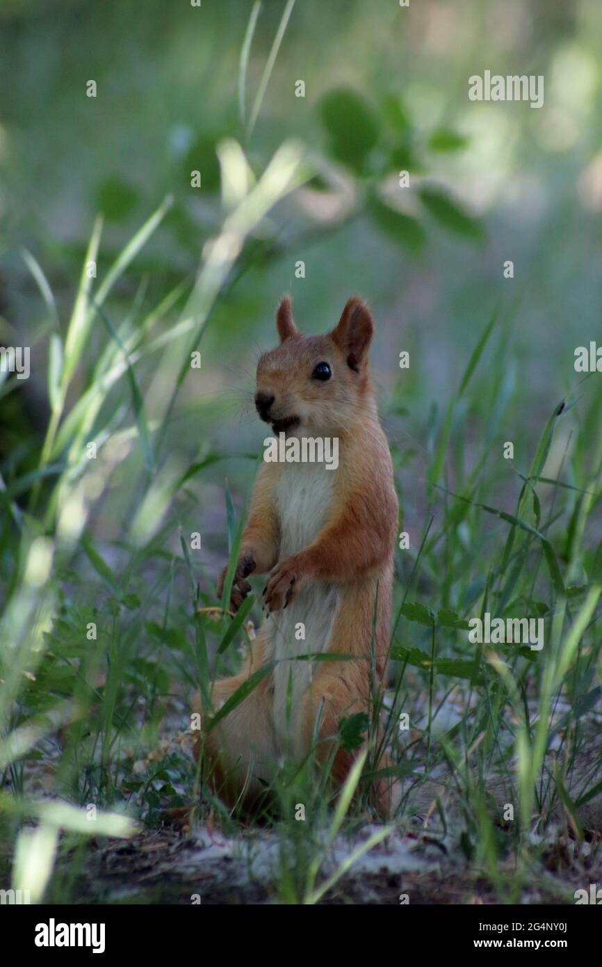 Wildlife concept - cute surprised squirrel standing in grass in park ...