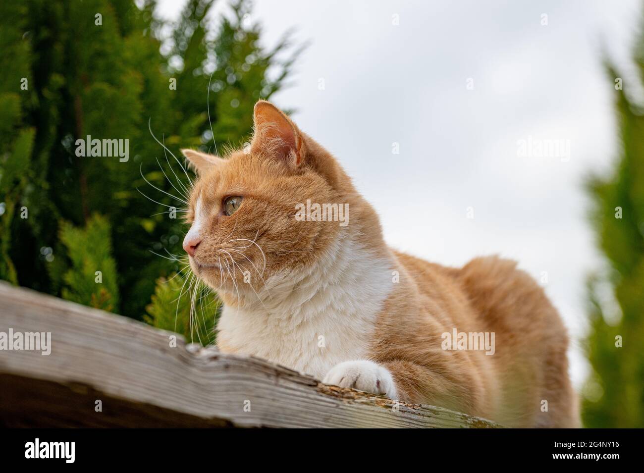 Orange ginger cat looking alert on a fence wall Stock Photo - Alamy