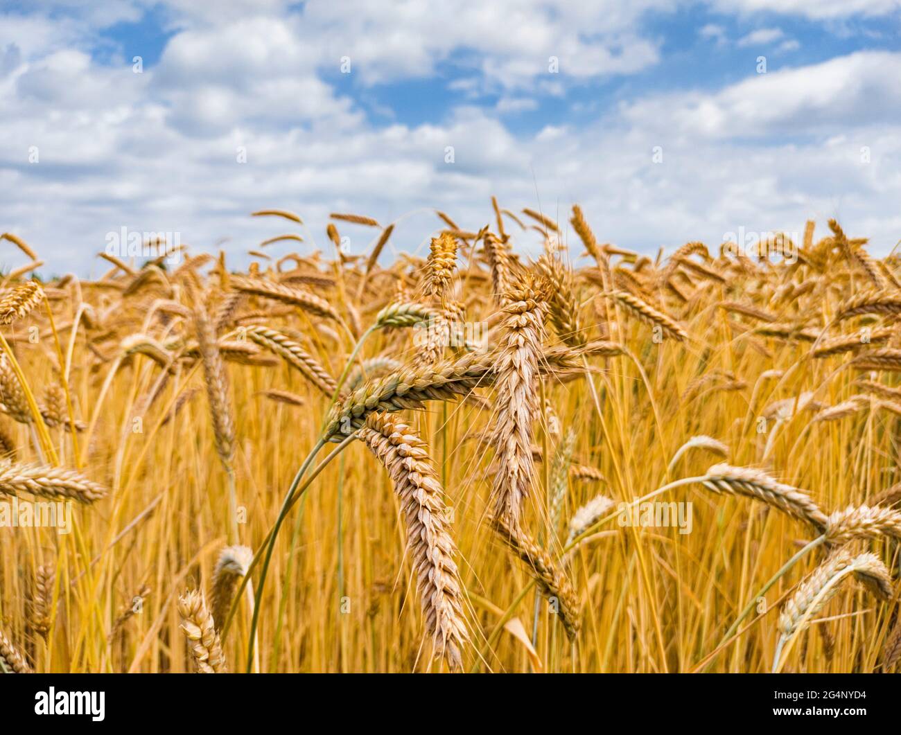 Non wheat grains hi-res stock photography and images - Alamy