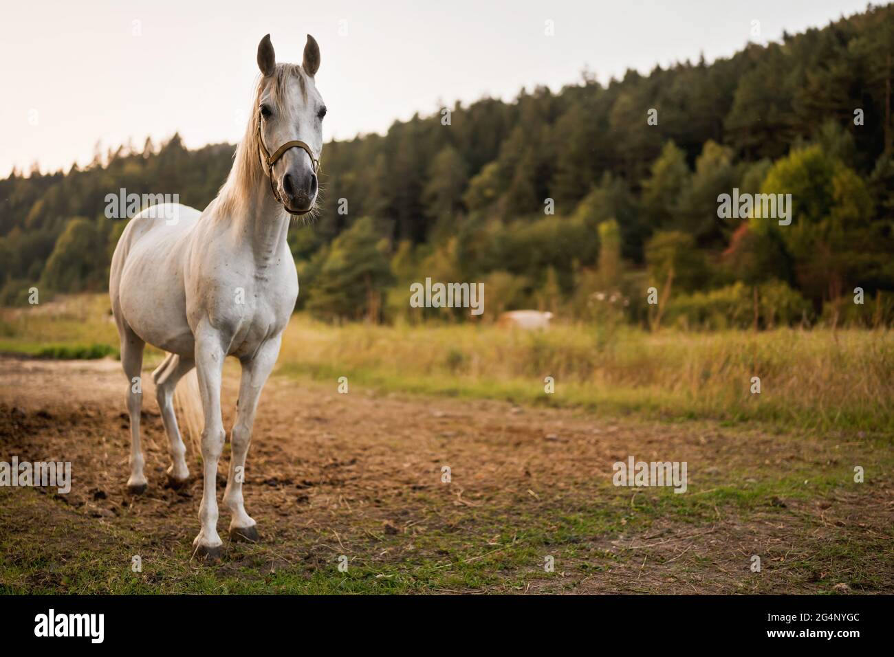 White arabian horse standing on farm ground, blurred meadow and forest ...