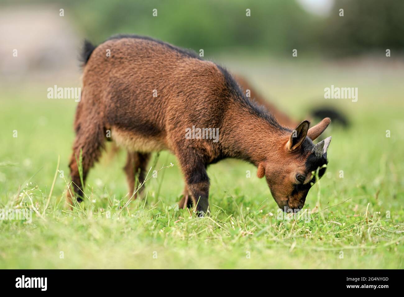 Smallest Goat Breed