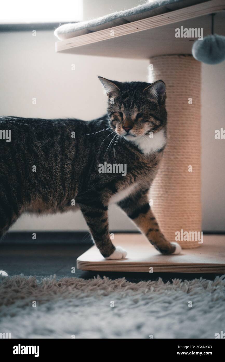 A closeup shot of a tabby cat standing in front of scratching brown ...