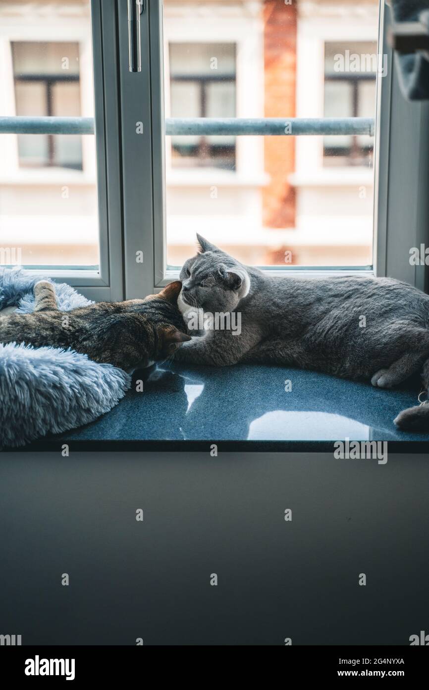 Cats playing with each other hi-res stock photography and images - Alamy