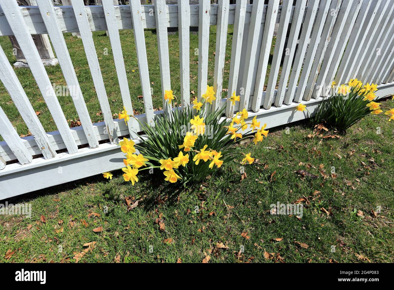 Lilies Long Island New York Stock Photo - Alamy
