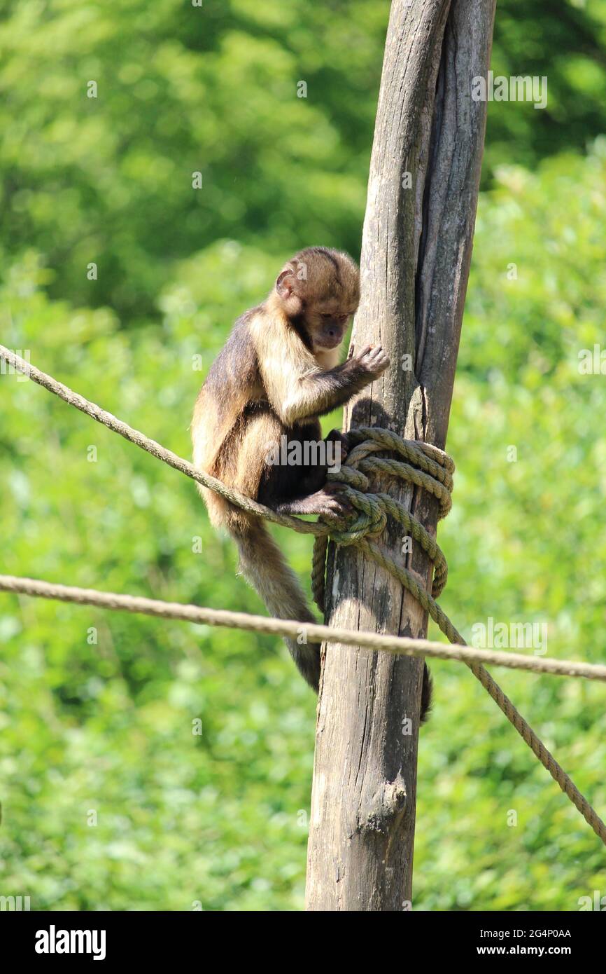 Closeup of a hairy monkey crawling on the tree trunk Stock Photo - Alamy