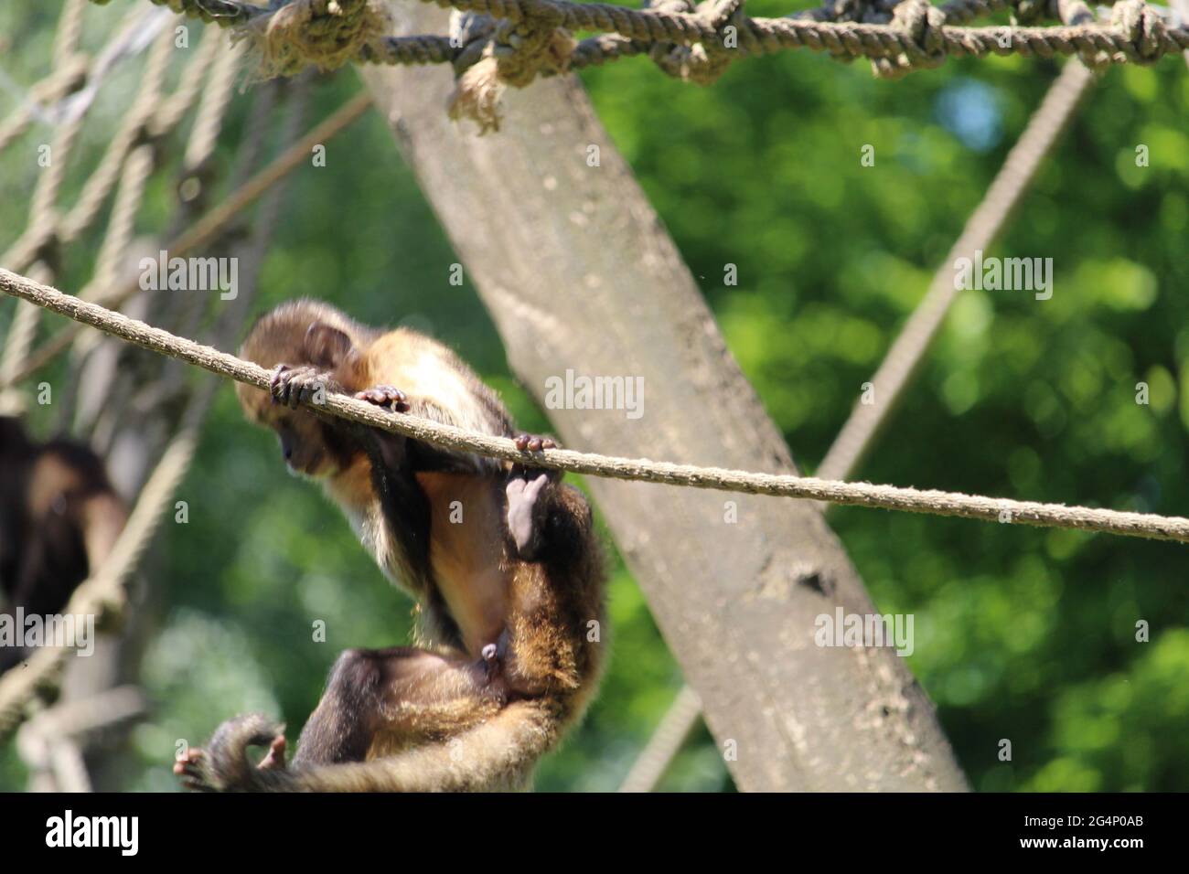 Funny monkey hanging on the rope in the zooo Stock Photo - Alamy