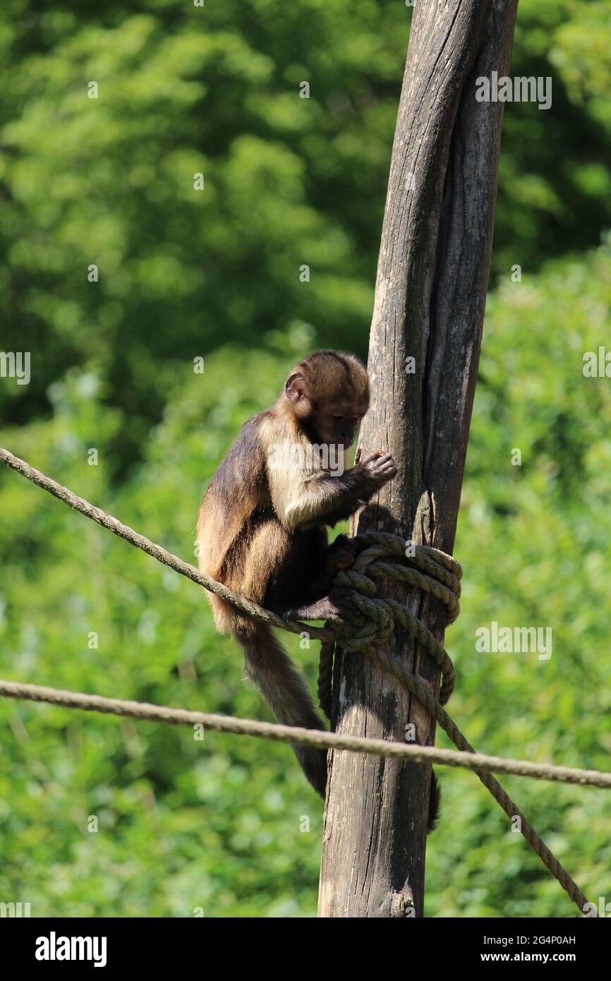 Funny furry monkey on the tree trunk in the blurred background Stock ...