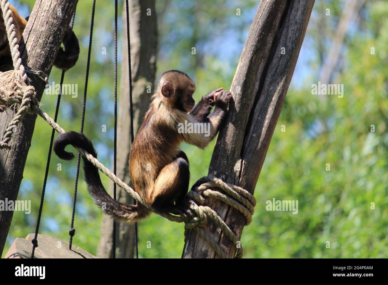 Concentrated monkey hi-res stock photography and images - Alamy