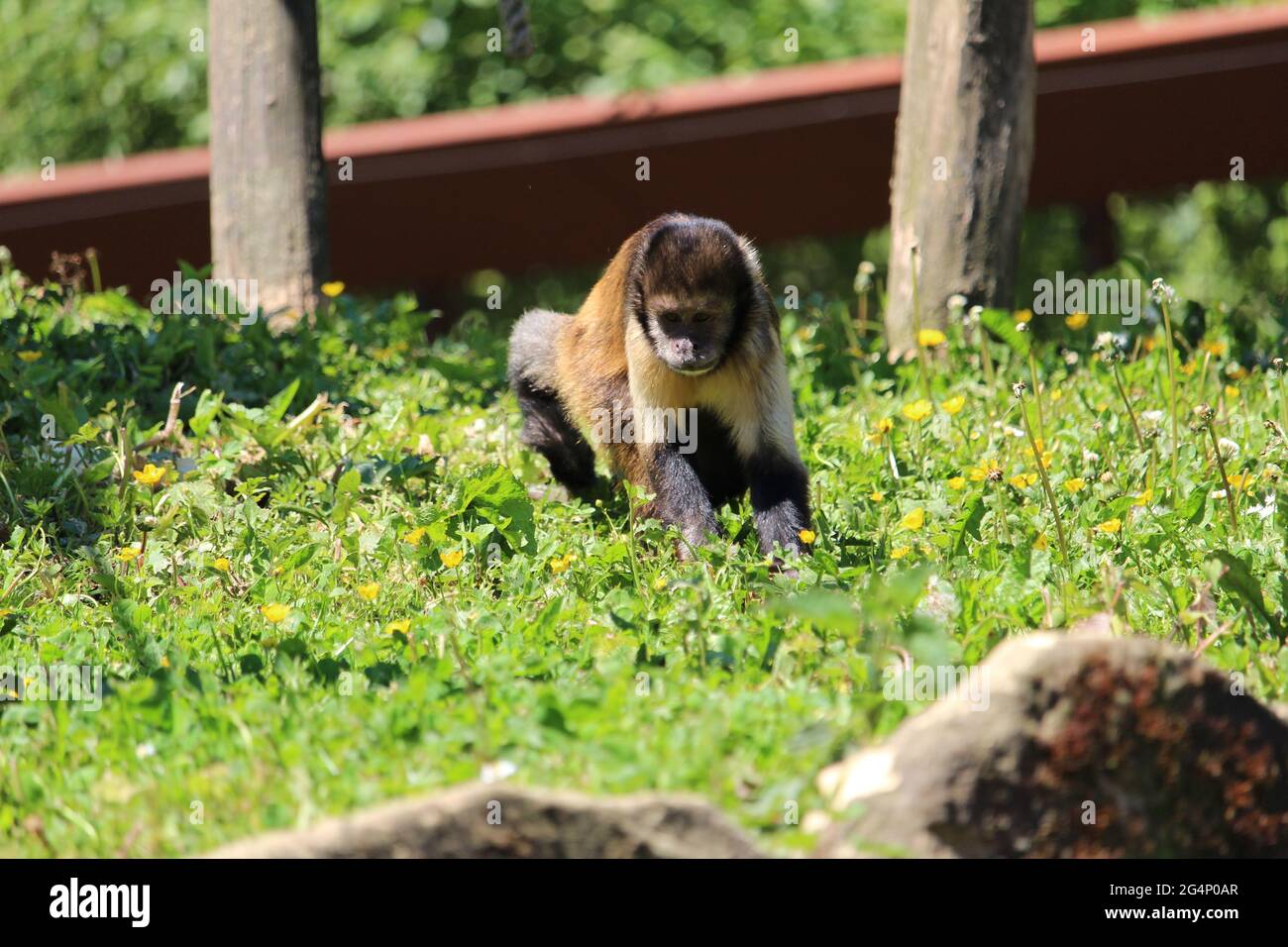 Funny black capuchin resting on the grass Stock Photo - Alamy