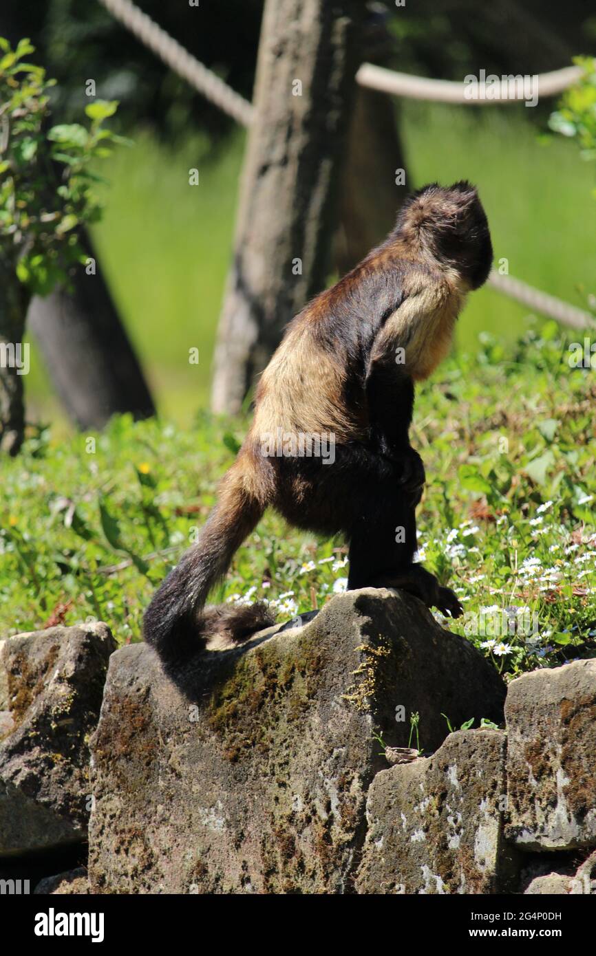 Back view of a furry monkey standing on the rock Stock Photo - Alamy