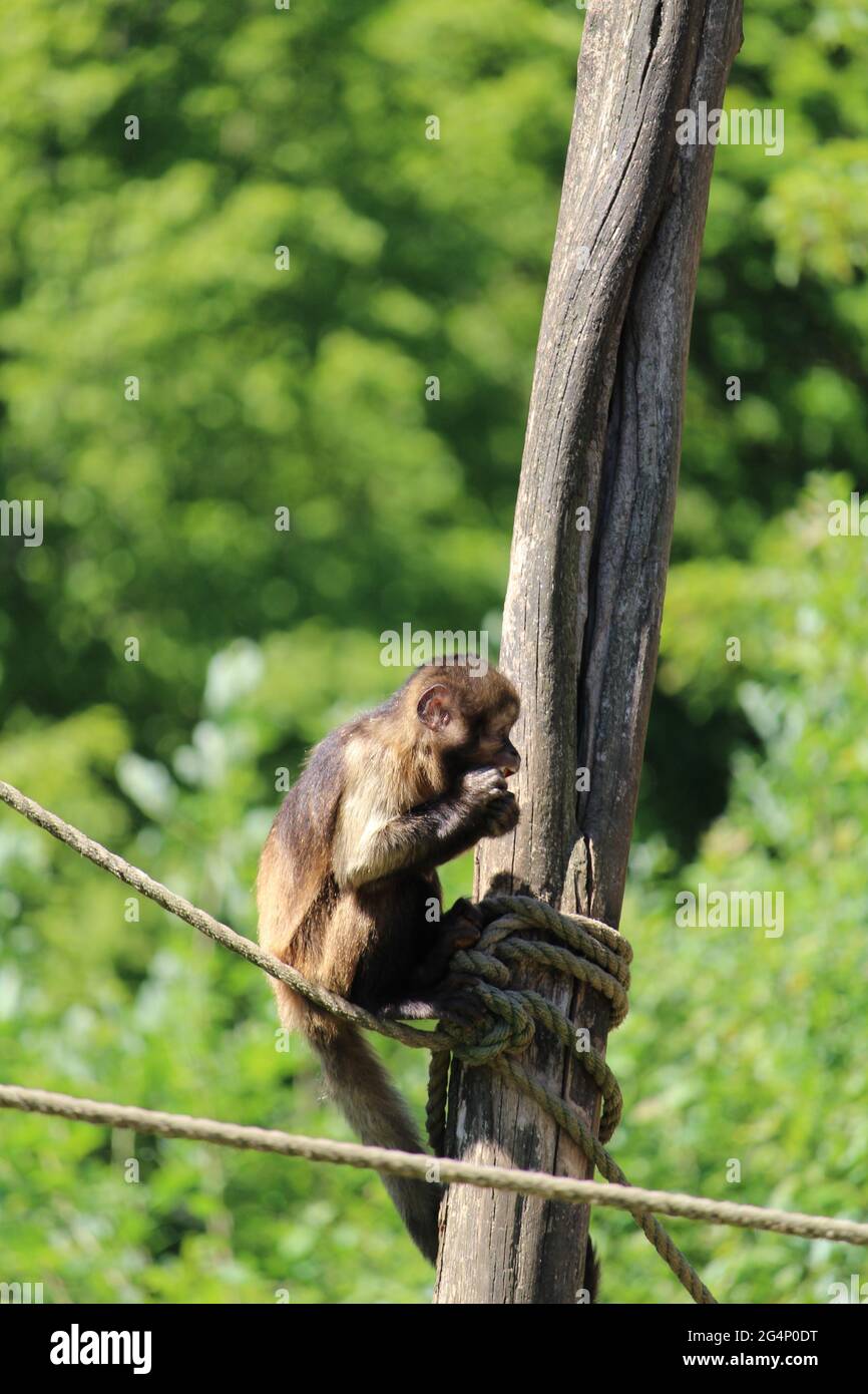 Closeup of a funny lonely monkey resting on a tree trunk in the zoo ...