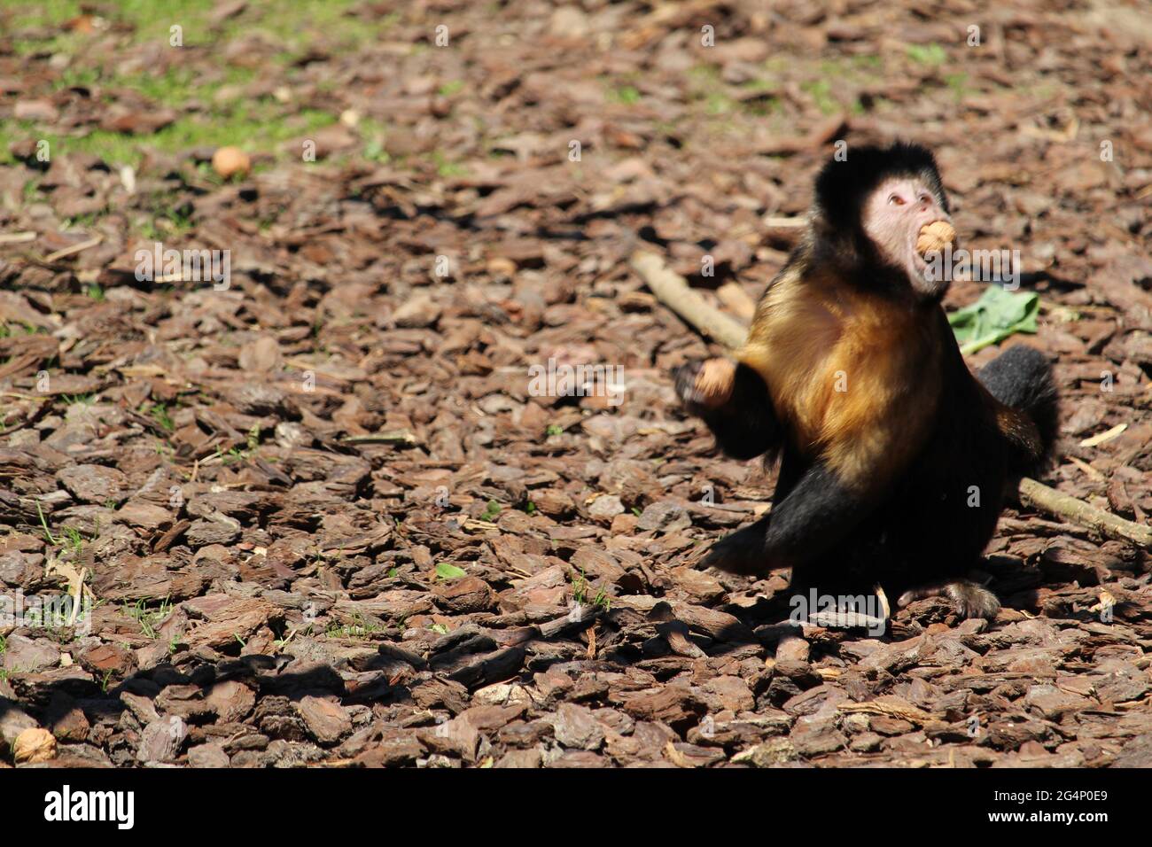 Funny black capuchin with a nut in the mouth sitting on the ground ...