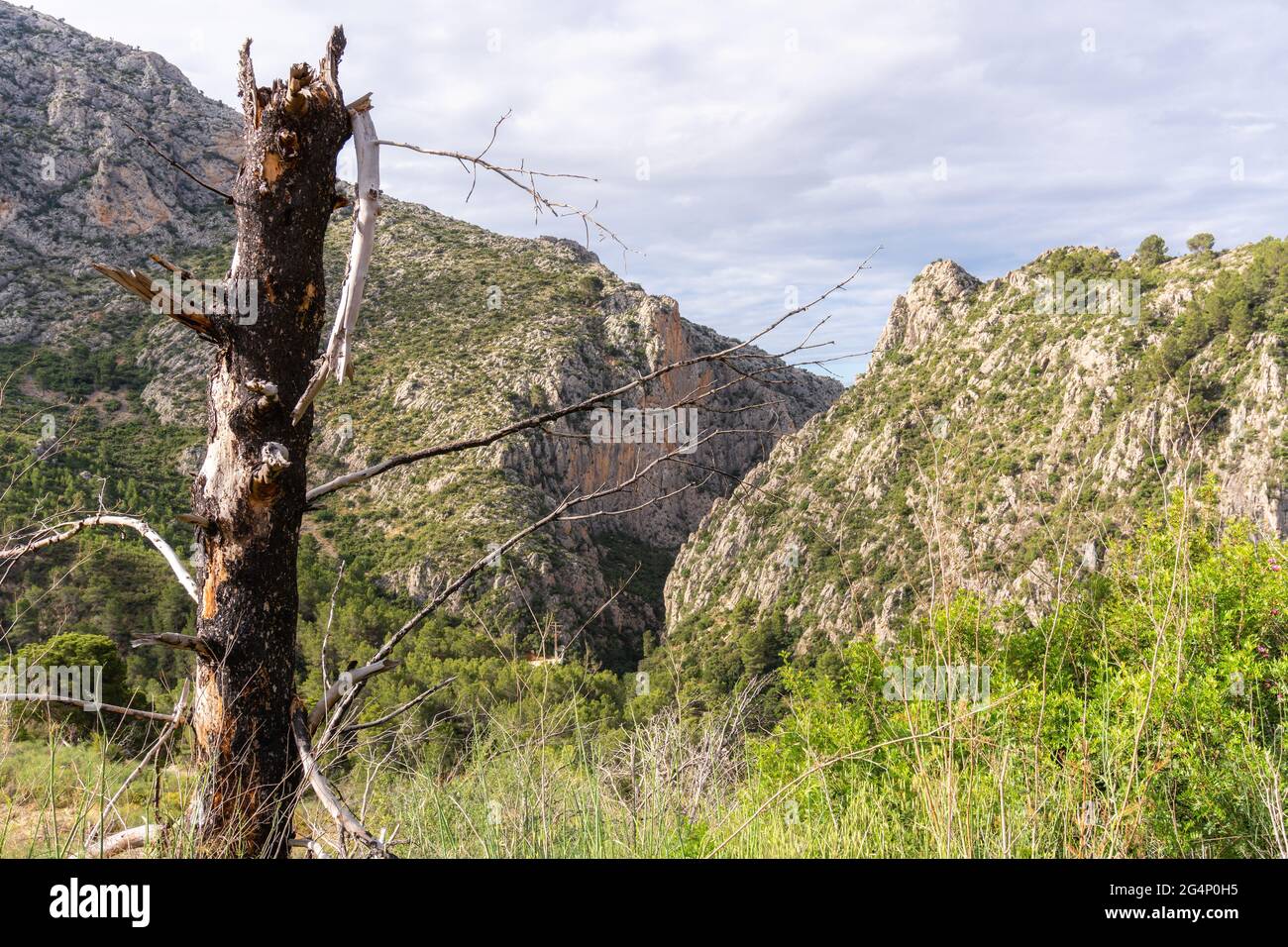 Dead tree trunk on the background of rocky mountains Stock Photo - Alamy