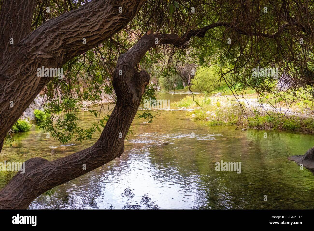 River through the branches of a tree Stock Photo - Alamy