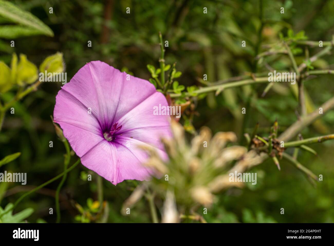 Closeup shot of a purple common morning-glory Stock Photo - Alamy
