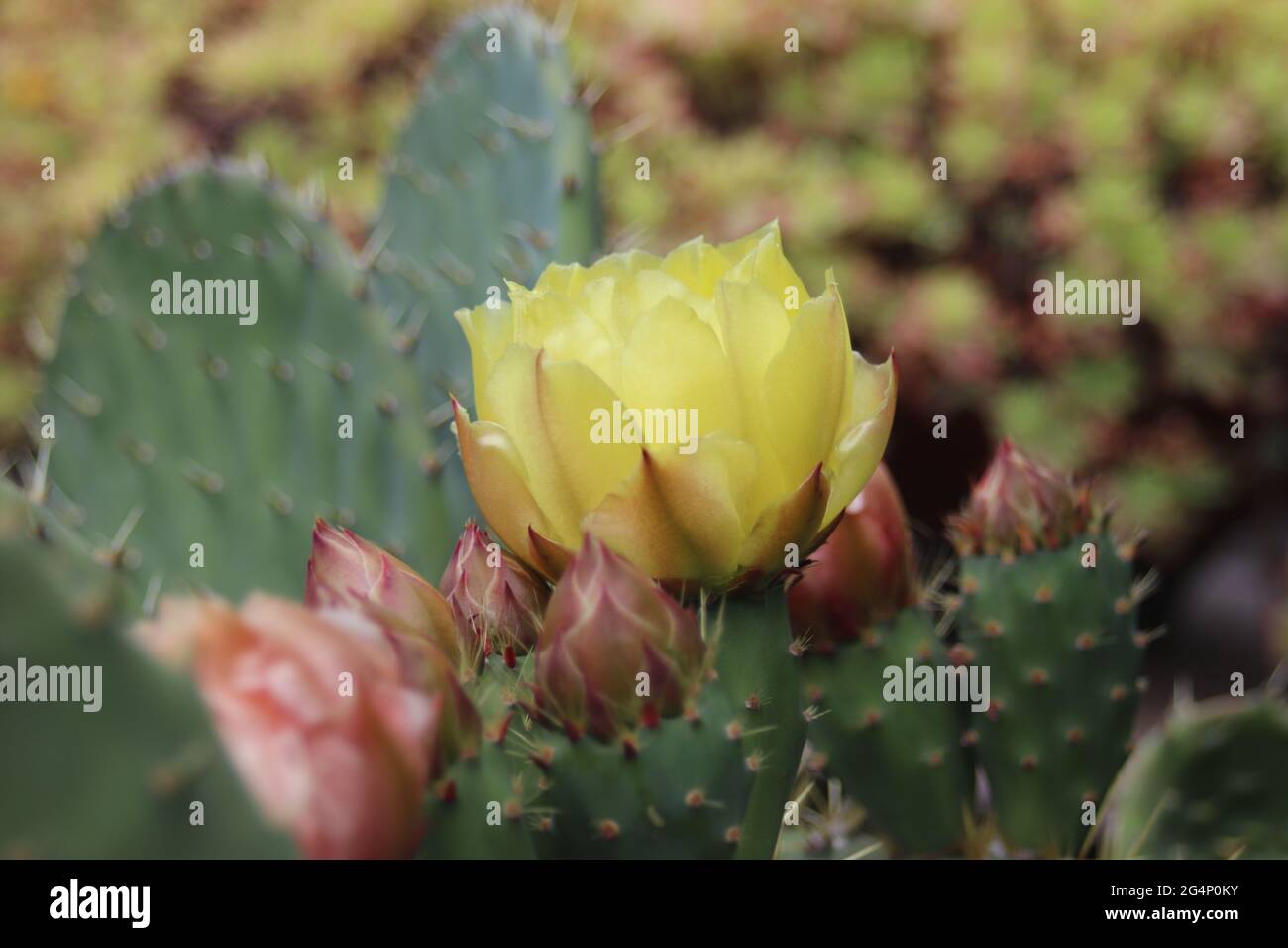 Selective focus shot of an exotic cactus plant with flowers captured in ...