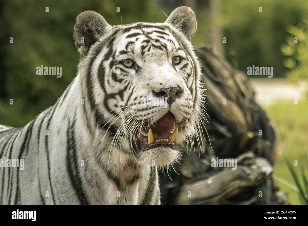 Closeup shot of a black and white tiger on a blurred background Stock ...
